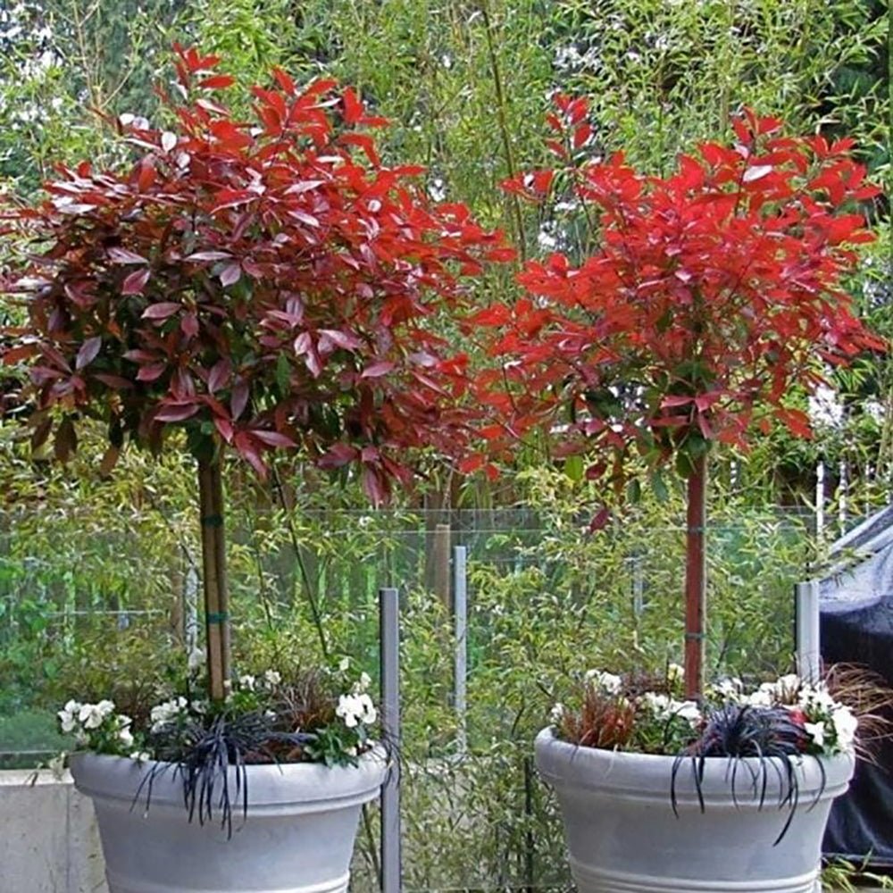 Photinia Red Robin - Tip Copac | Verdena