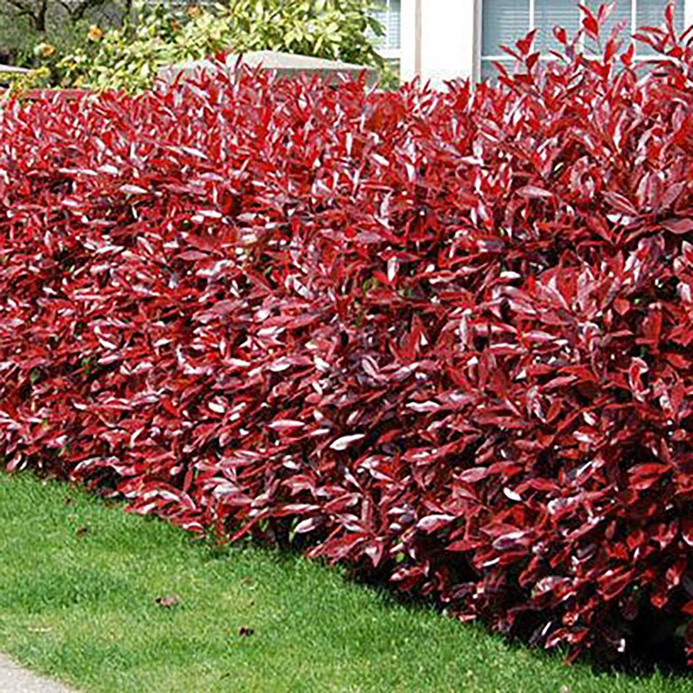 Photinia Red Robin gard viu rosu vesnic verde | Verdena