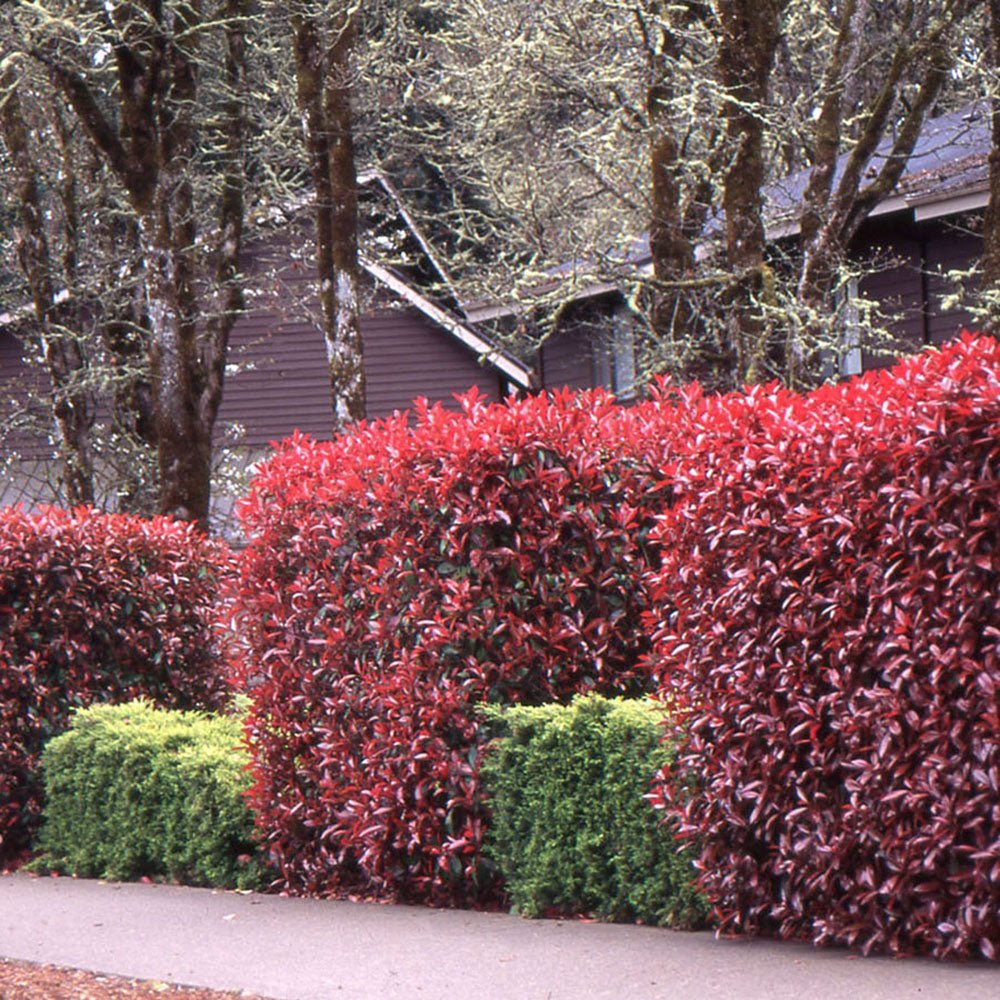 Photinia Red Robin gard viu rosu vesnic verde | Verdena