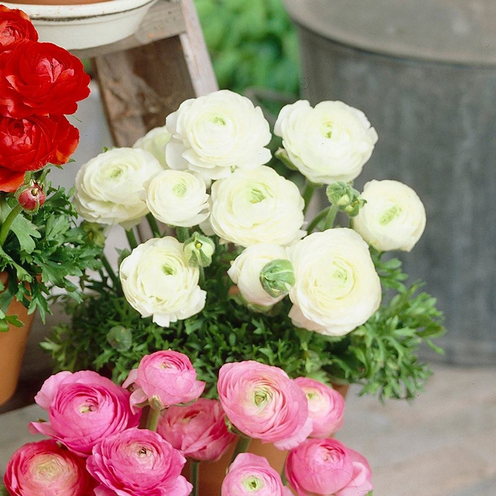 Piciorul Cocosului (Ranunculus) alb | Verdena – VERDENA