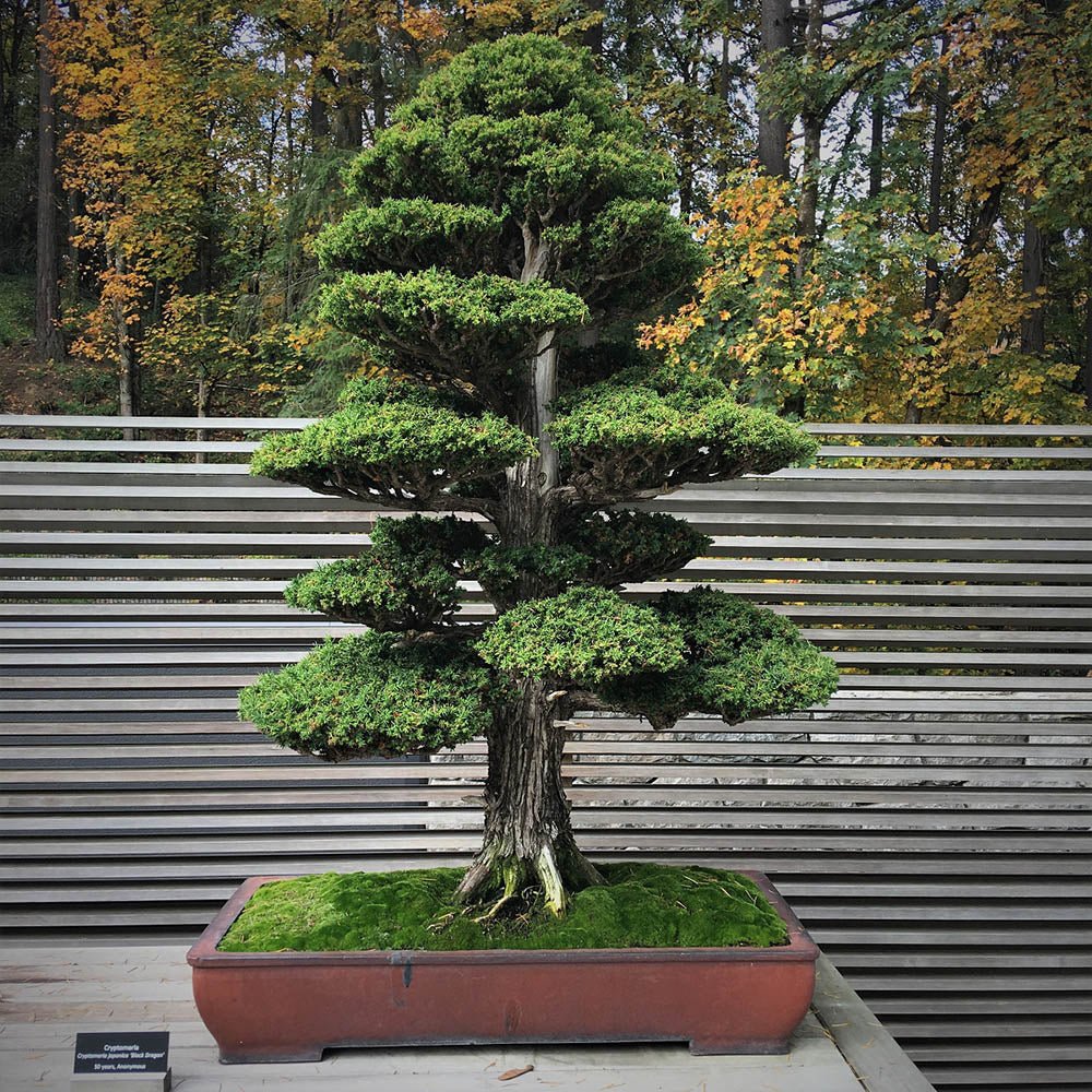 Pin Bonsai Pinus parviflora | Verdena – VERDENA