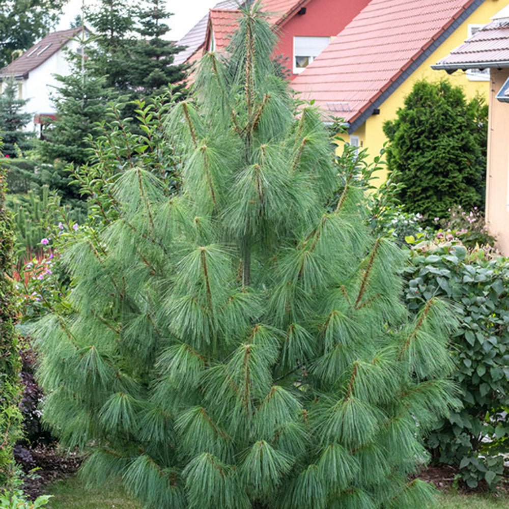 Pin de Himalaya (Pinus Wallichiana) | Verdena – VERDENA