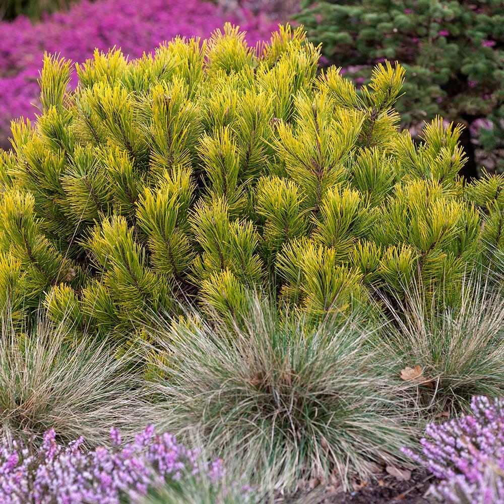 Pin Pitic de munte (Jneapan) Winter Gold | Verdena – VERDENA