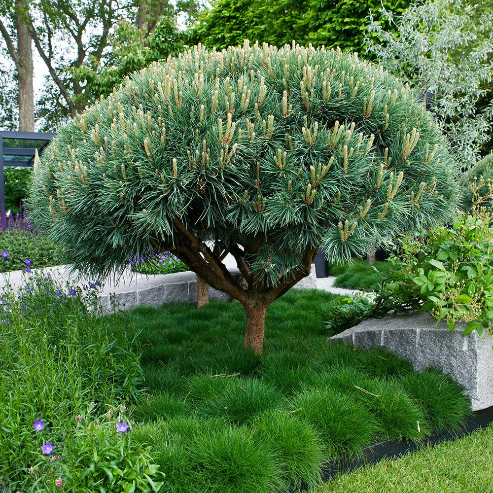 Pin de padure Watereri Copac | Verdena – VERDENA