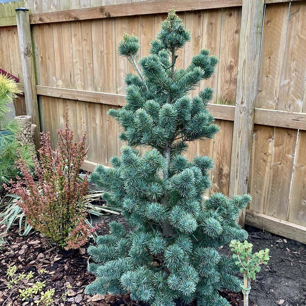 Pin Alb Japonez Albstru (Pinus Parvifolia) Aoi | Verdena – VERDENA