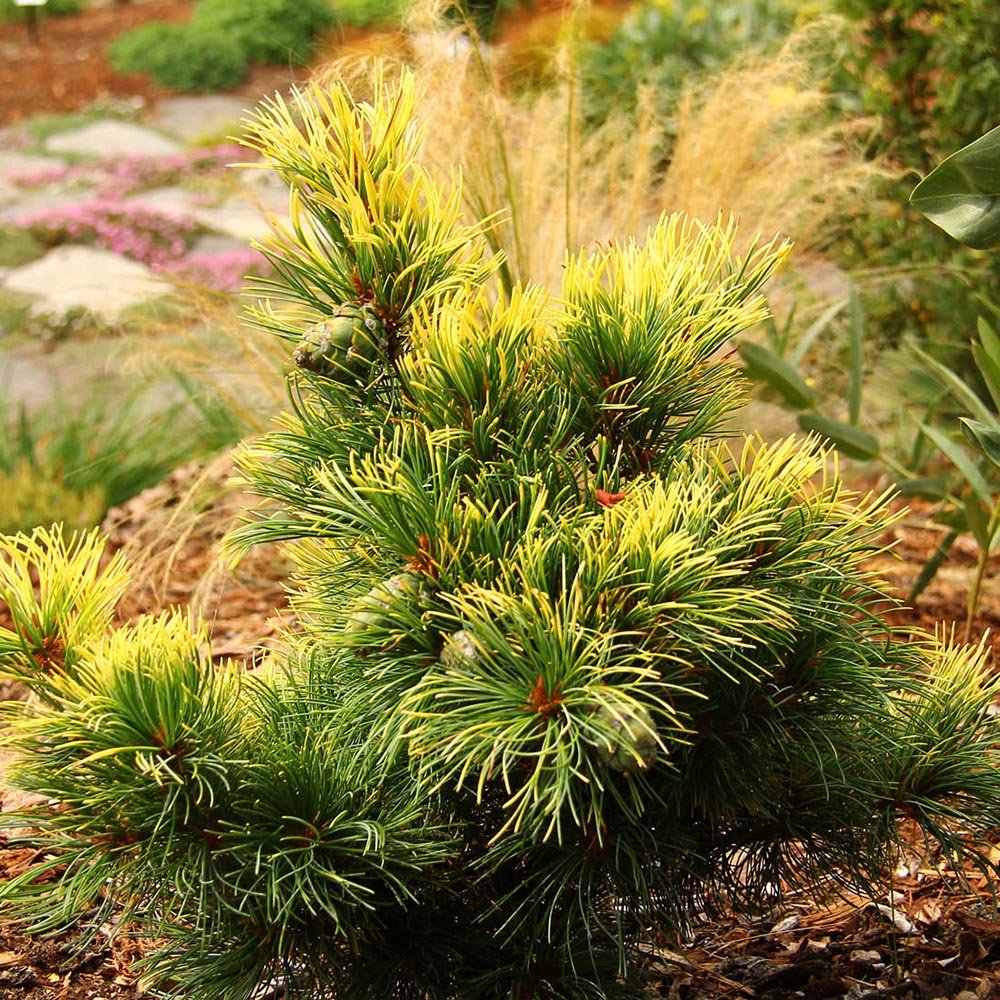 Pin Japonez auriu (Pinus Parvifolia) Goldilocks| Verdena