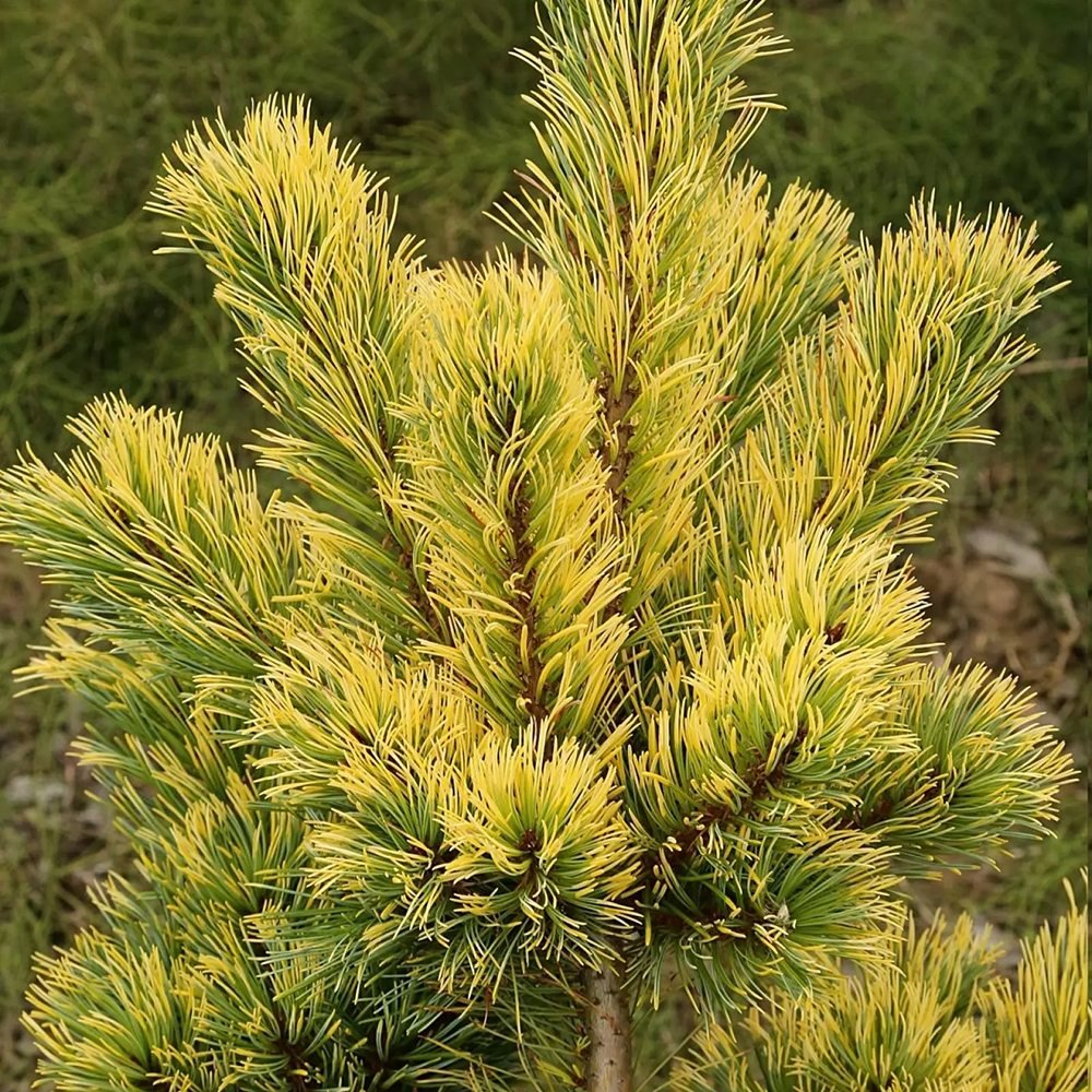Pin Japonez auriu (Pinus Parvifolia) Goldilocks| Verdena
