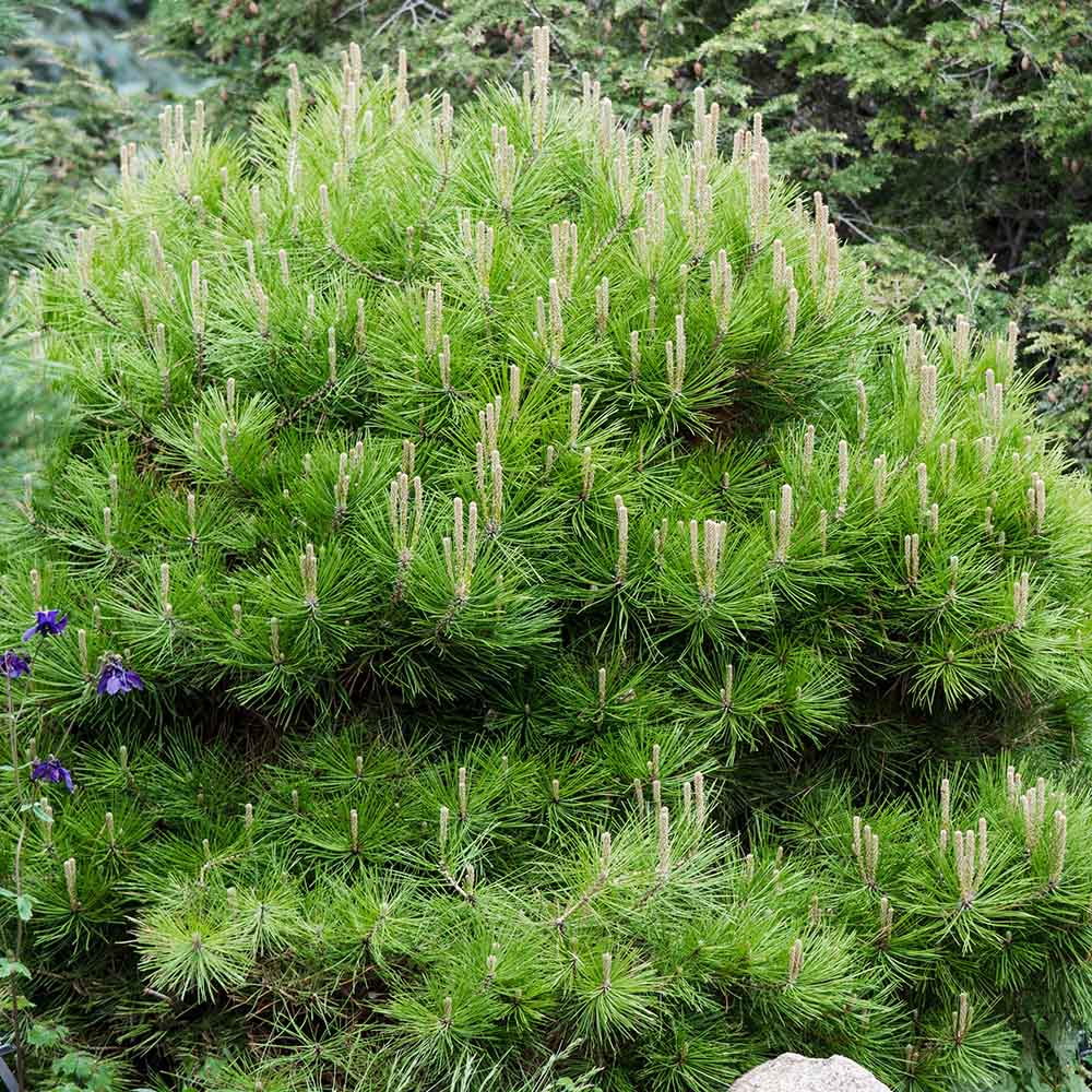 Pin Pitic Rosu Japonez (Pinus densiflora) Low Glow | Verdena – VERDENA