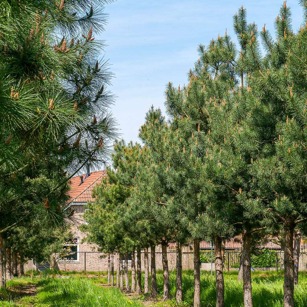 Pin Scotian de Padure (Pinus Sylvestris) | Verdena – VERDENA