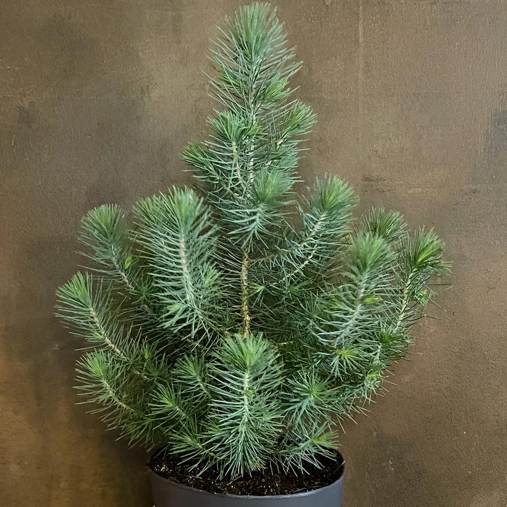 Pin gresesc (Pinus Pinea) Silver Crest | Verdena