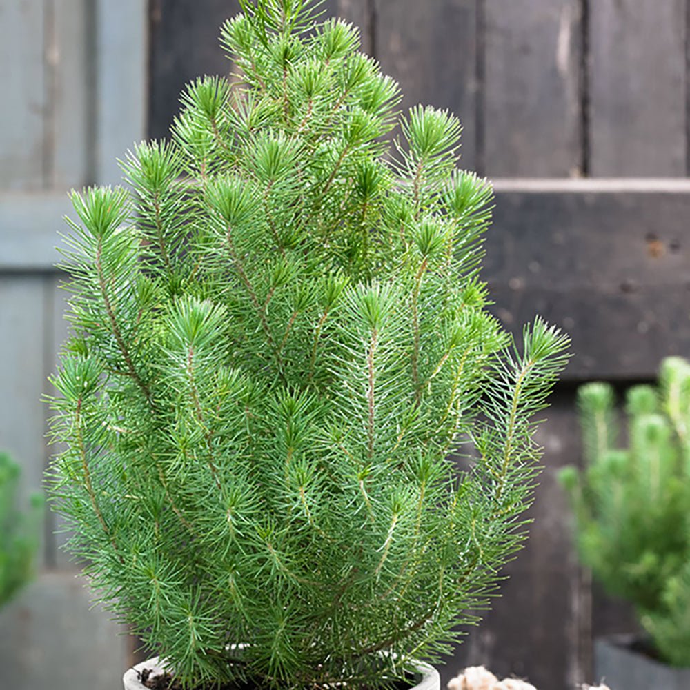 Pin gresesc (Pinus Pinea) Silver Crest | Verdena