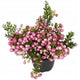 Planta cu Fructe Decorative Roz (Gaultheria mucronata Pink) | Verdena ...