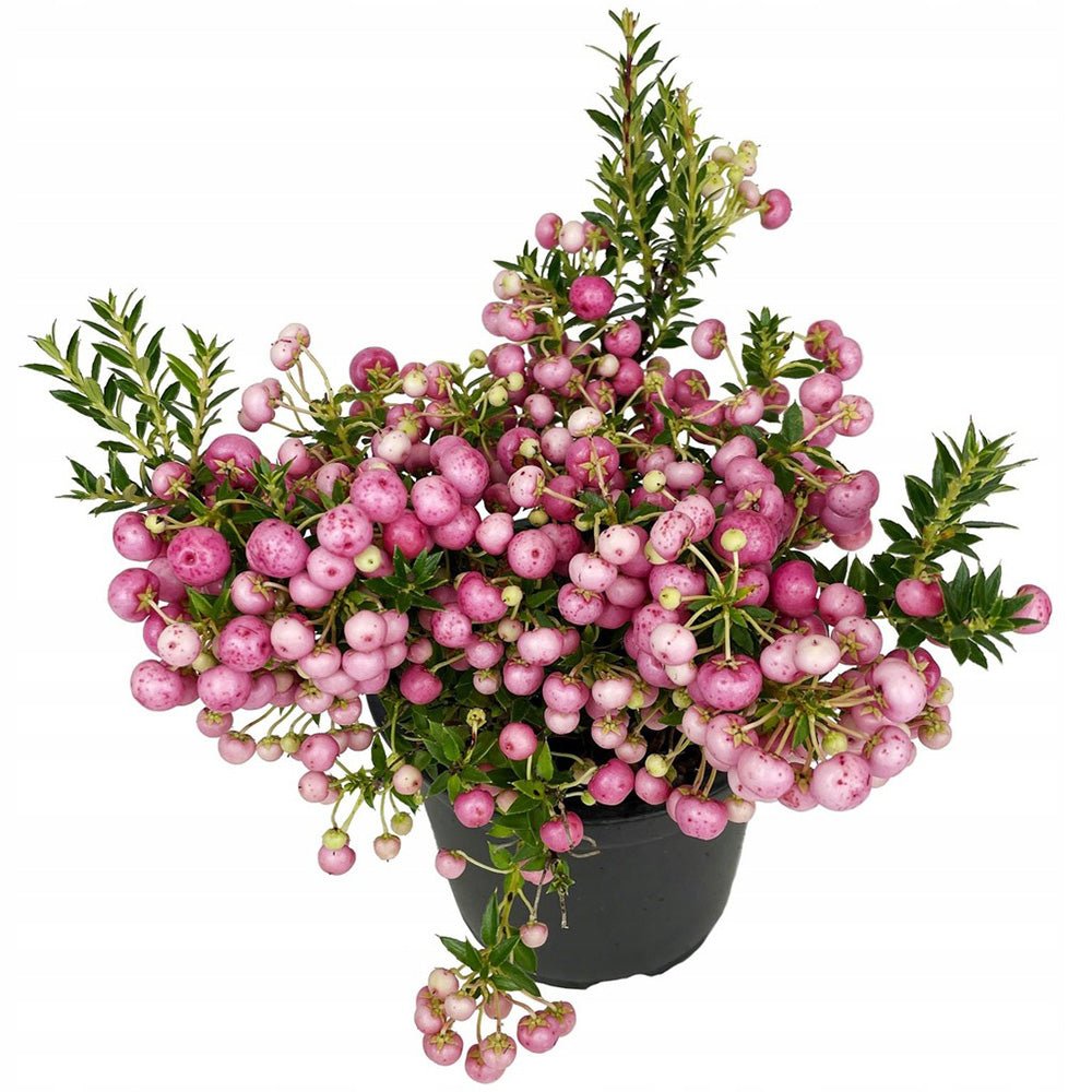 Planta cu Fructe Decorative Roz (Gaultheria mucronata Pink) | Verdena