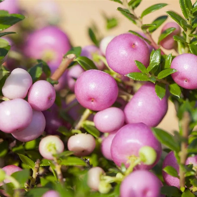 Planta cu Fructe Decorative Roz (Gaultheria mucronata Pink) | Verdena ...