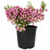 Planta cu Fructe Decorative Roz (Gaultheria mucronata Pink) | Verdena ...