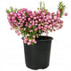 Planta cu Fructe Decorative Roz (Gaultheria mucronata Pink) | Verdena ...