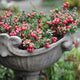 Planta cu Fructe Decorative Roz (Gaultheria mucronata Pink) | Verdena ...