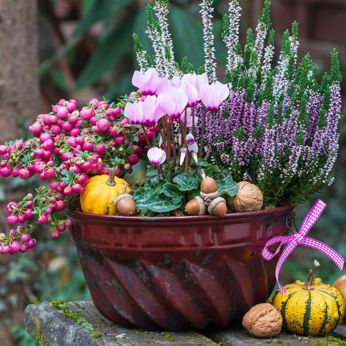 Planta cu Fructe Decorative Roz (Gaultheria mucronata Pink) | Verdena ...