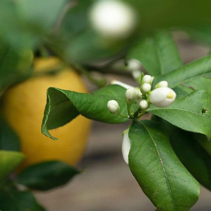 Pom Lamai (Citrus Limon) - 60 cm | Verdena – VERDENA