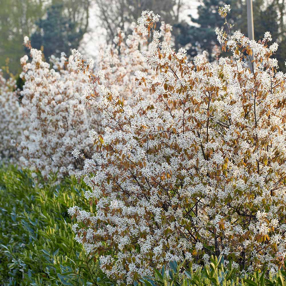 Pomul de stafide Amelanchier lamarckii | Verdena