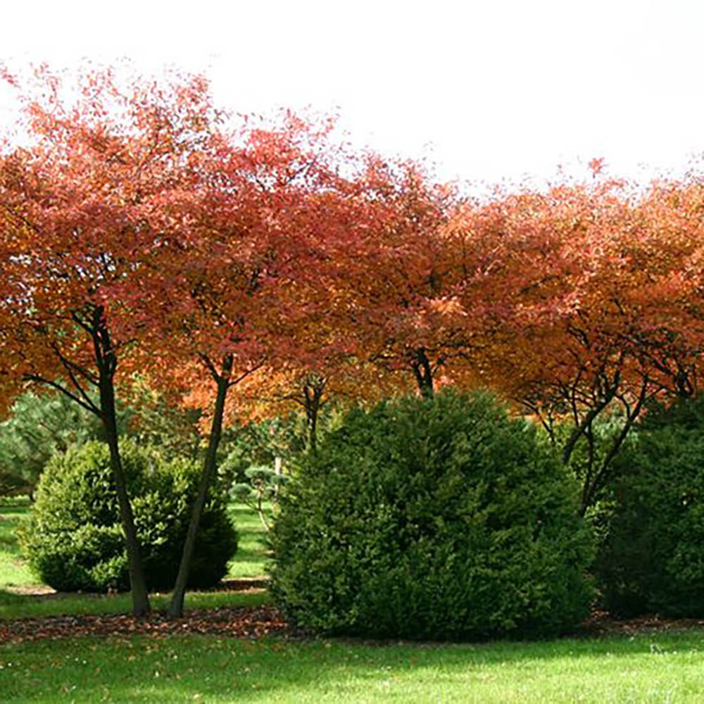 Pomul de stafide Amelanchier lamarckii | Verdena – VERDENA