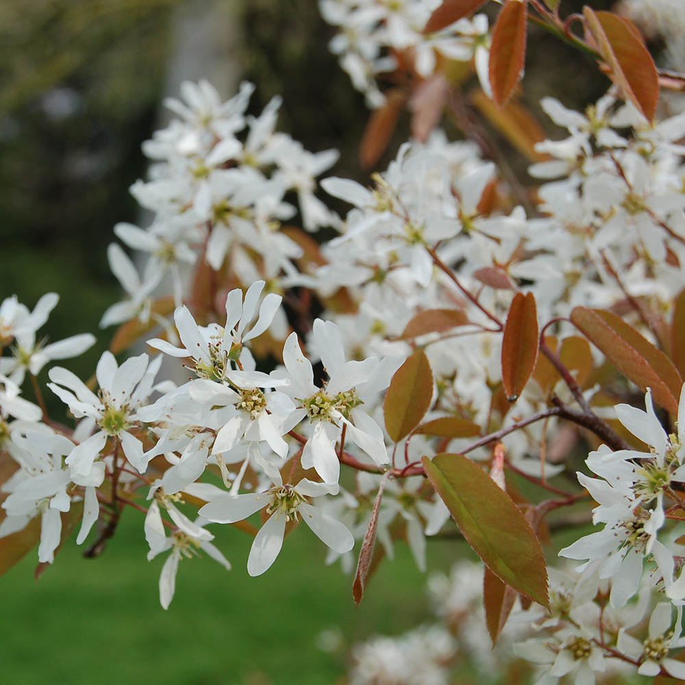 Pomul de stafide Amelanchier lamarckii | Verdena
