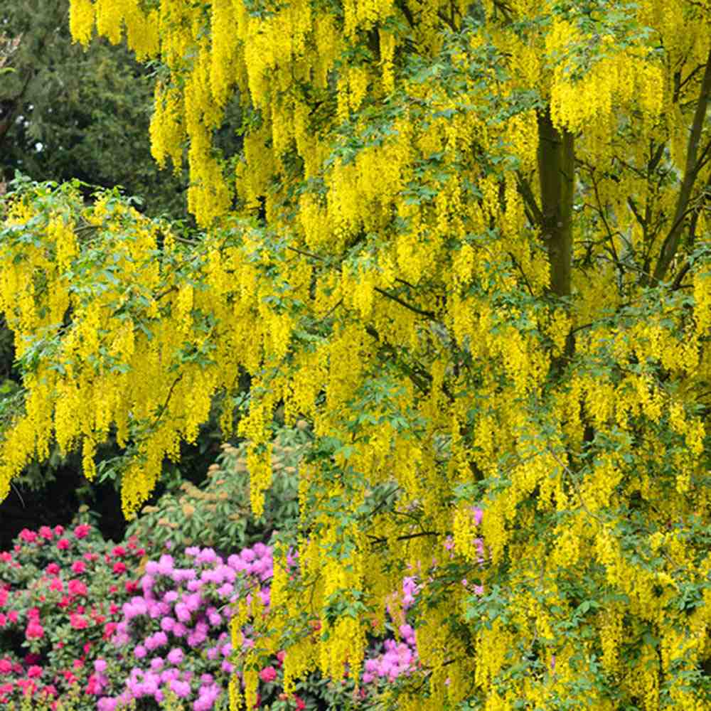 Salcam galben plangator Vossi (Laburnum anagyroides) | Verdena – VERDENA