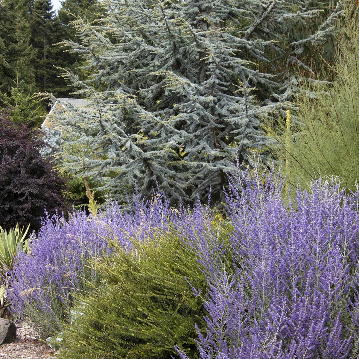 Salvie ruseasca Blue Spire | Verdena – VERDENA