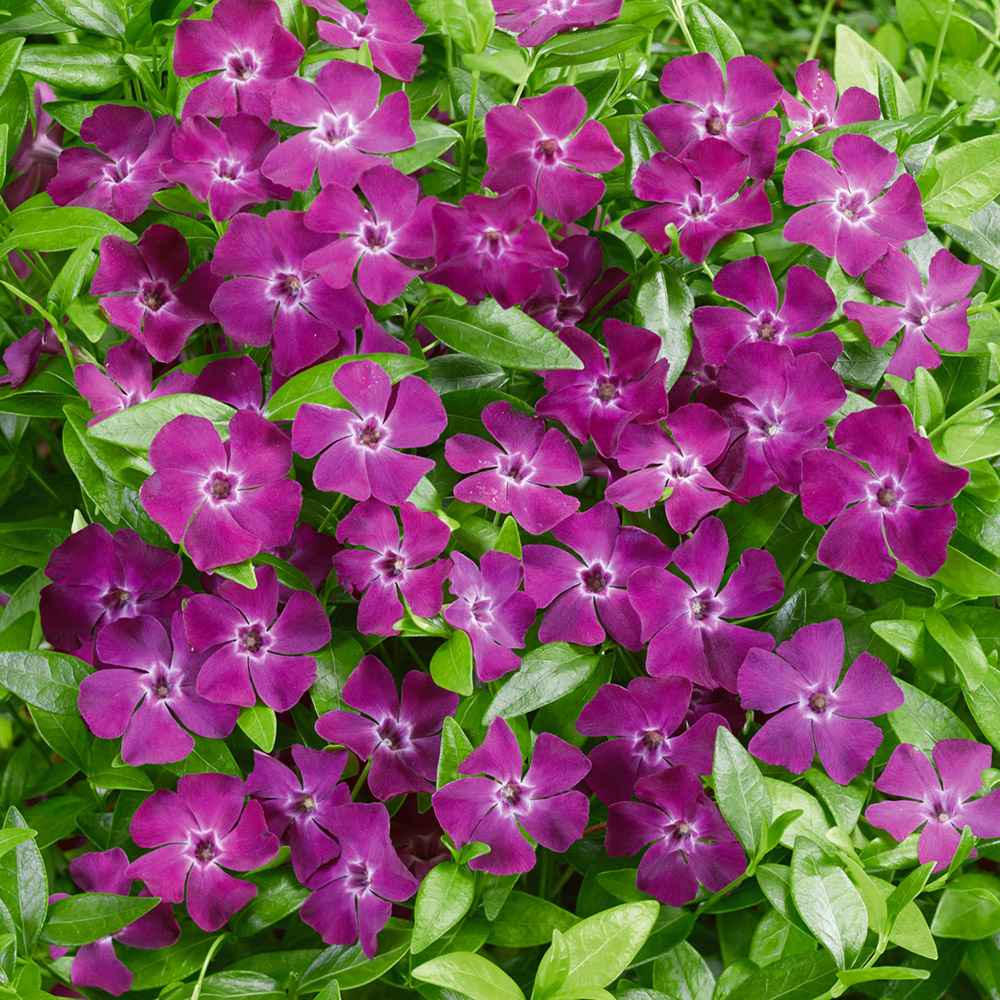 Saschiu purpuriu-burgundiu (Vinca Atropurpurea) | Verdena – VERDENA