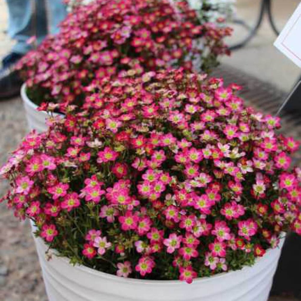 Saxifraga Touran Deep Red | Verdena – VERDENA