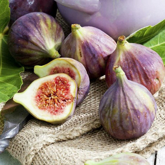 Smochin – pom fructifer exotic, perfect pentru climatul temperat – VERDENA