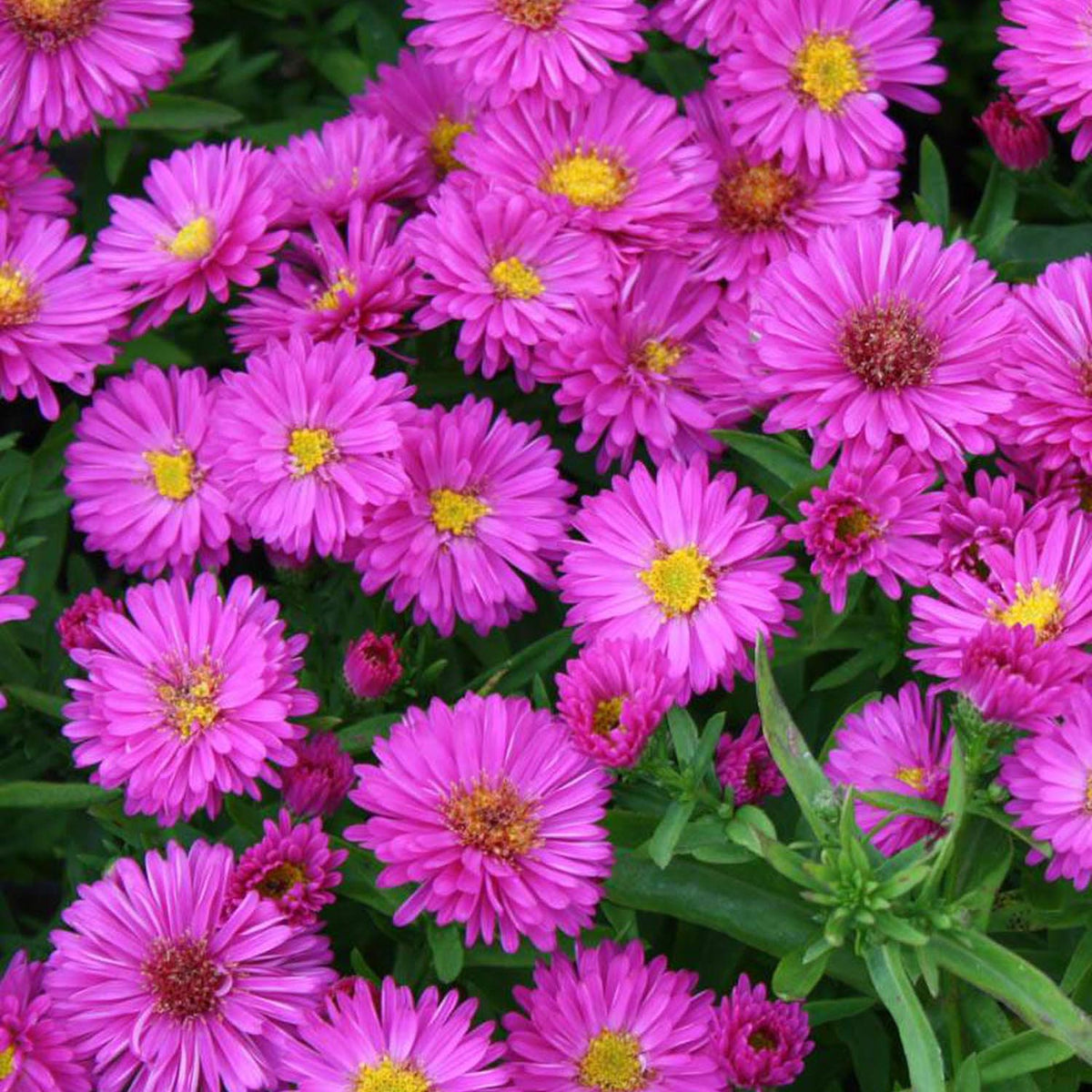 Steluta de toamna (Aster) Starlight | Verdena – VERDENA