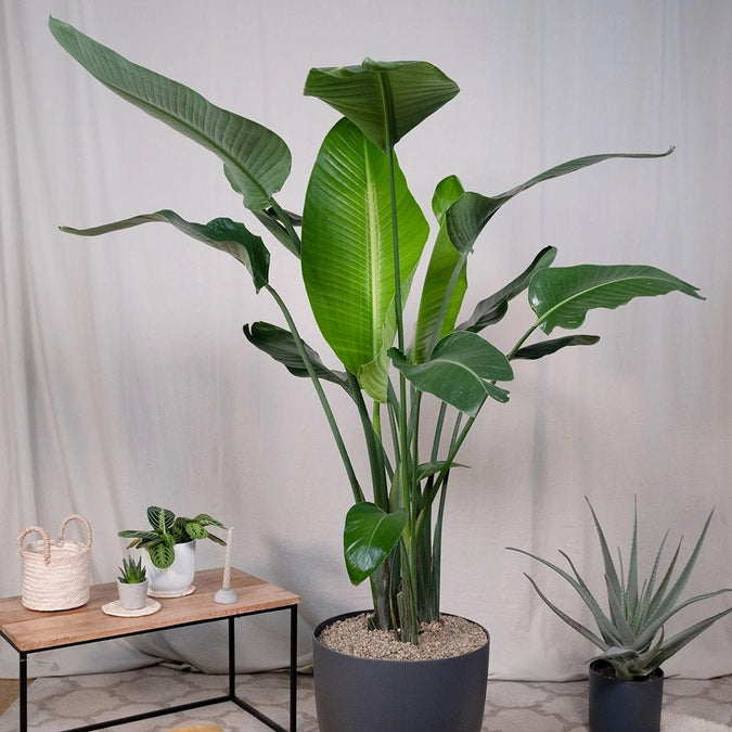 Strelitzia – Pasarea Paradisului | Planta Tropicala de Interior ...
