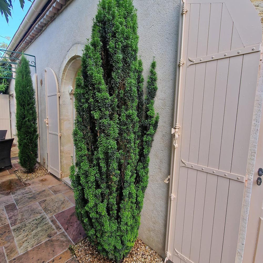 Tisa Columnar Robusta (Taxus Baccata) | Verdena – VERDENA