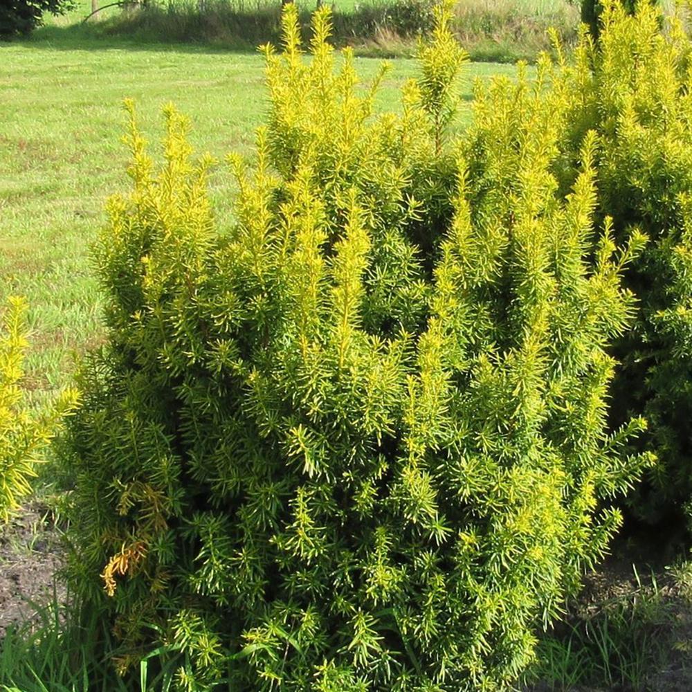 Tisa Semperaurea (Taxus Baccata) | Verdena – VERDENA