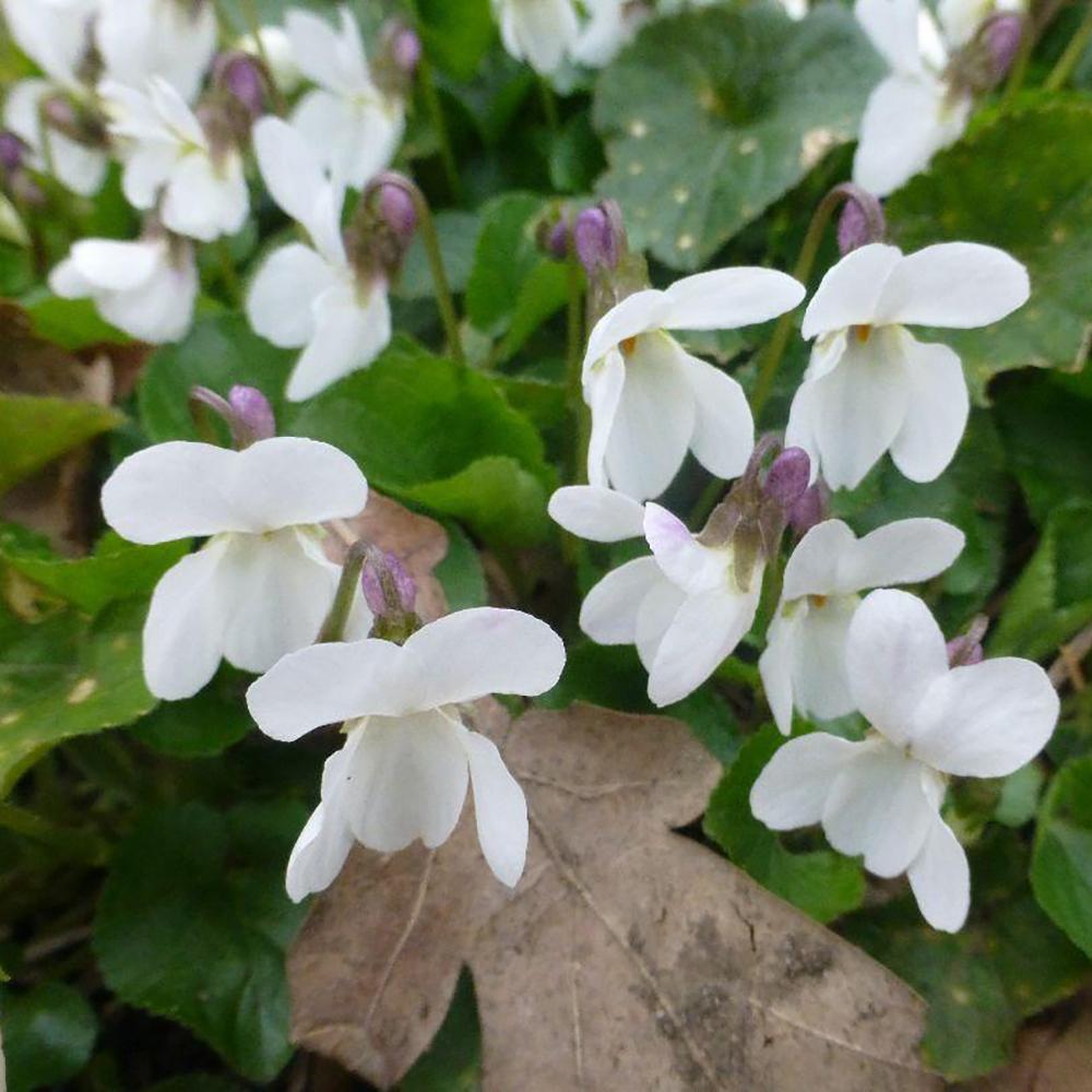 Toporasi Alba | Verdena – VERDENA
