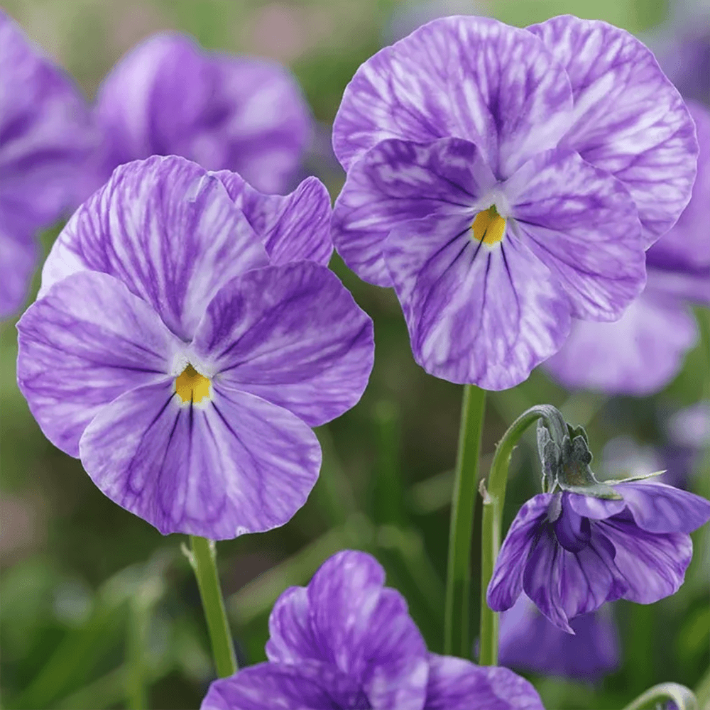 Toporasi Columbine | Verdena – VERDENA