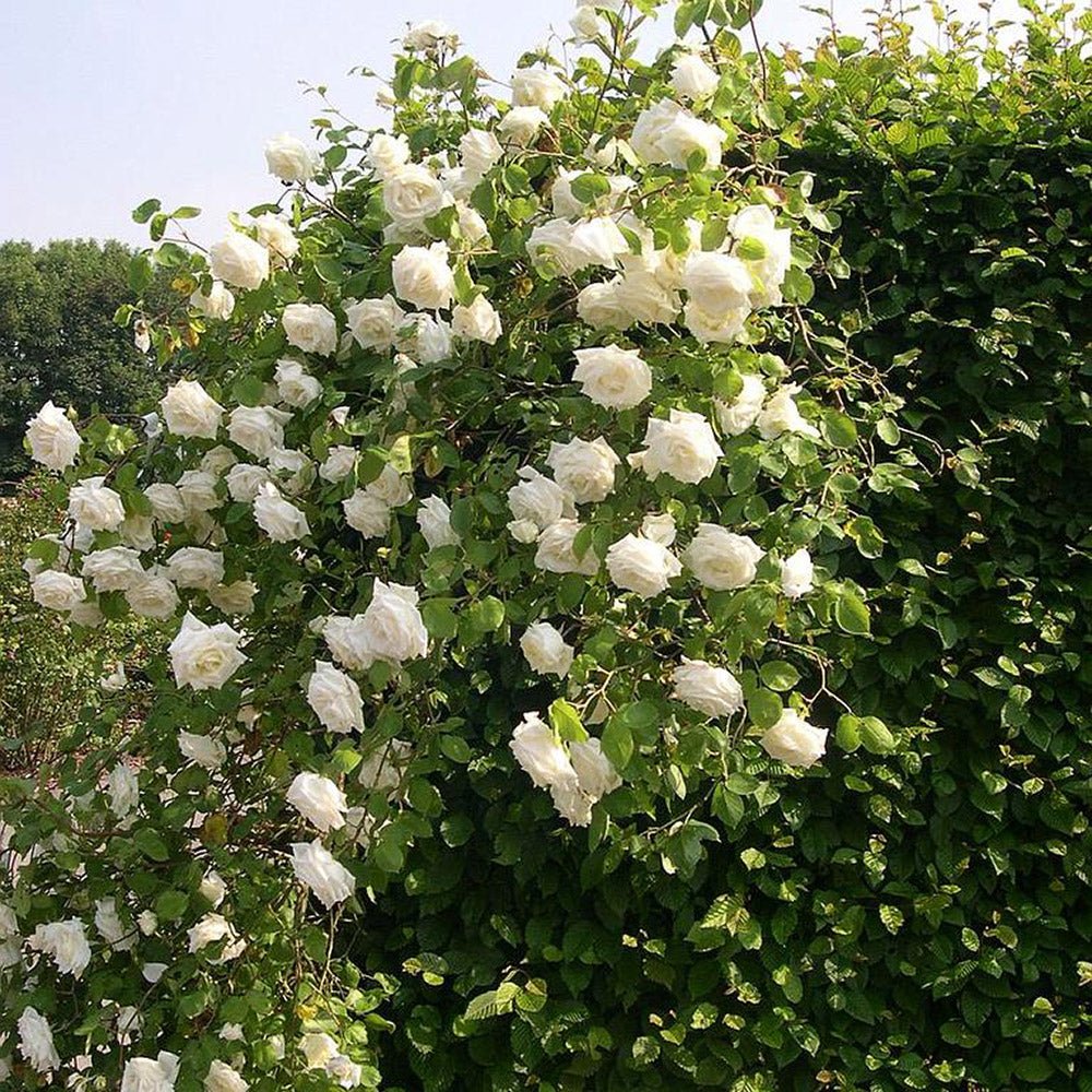 Trandafir Catarator alb-galbui Lemon Pillar | Verdena – VERDENA