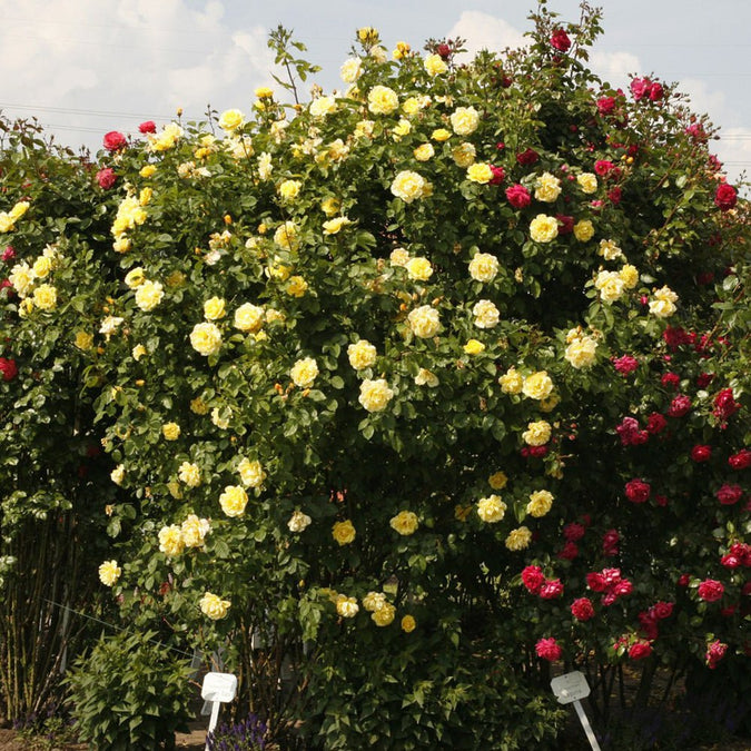 Trandafiri Cataratori | Eleganta Ascendenta | Verdena.ro – VERDENA
