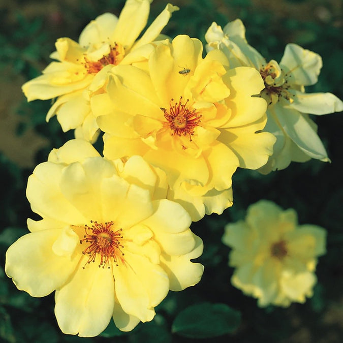 Trandafiri Cataratori | Eleganta Ascendenta | Verdena.ro – VERDENA