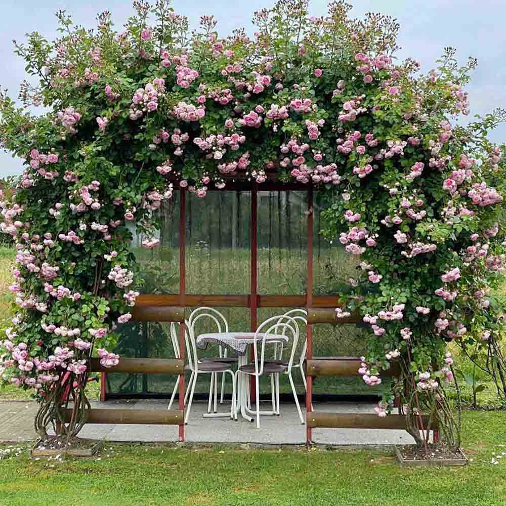 Trandafir catarator roz-inchis Marlis Renaissance | Verdena – VERDENA