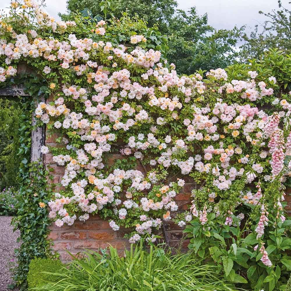 Trandafir catarator roz-palid Raquel Renaissance | Verdena – VERDENA