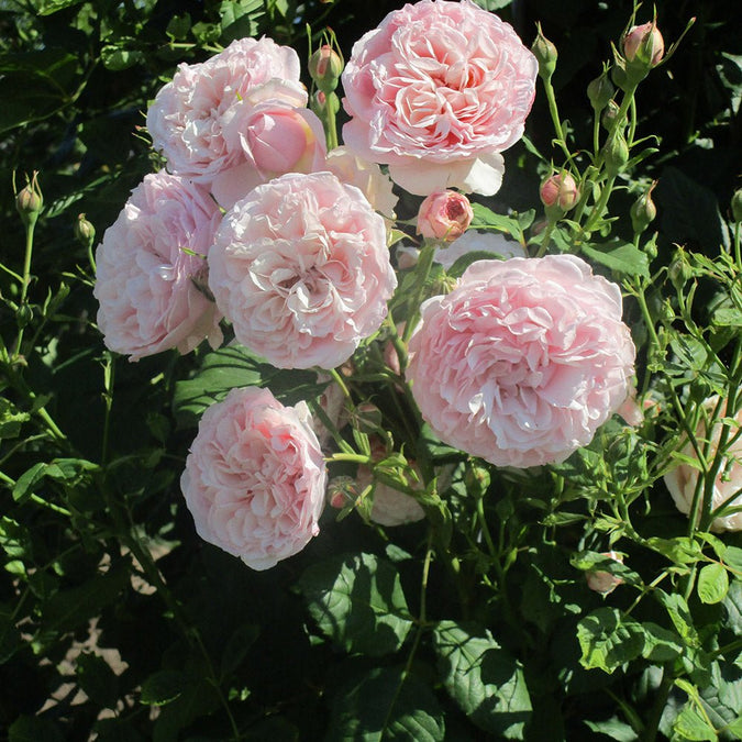 Trandafir Catarator roz deschis-crem Divina, parfum intens | Verdena ...