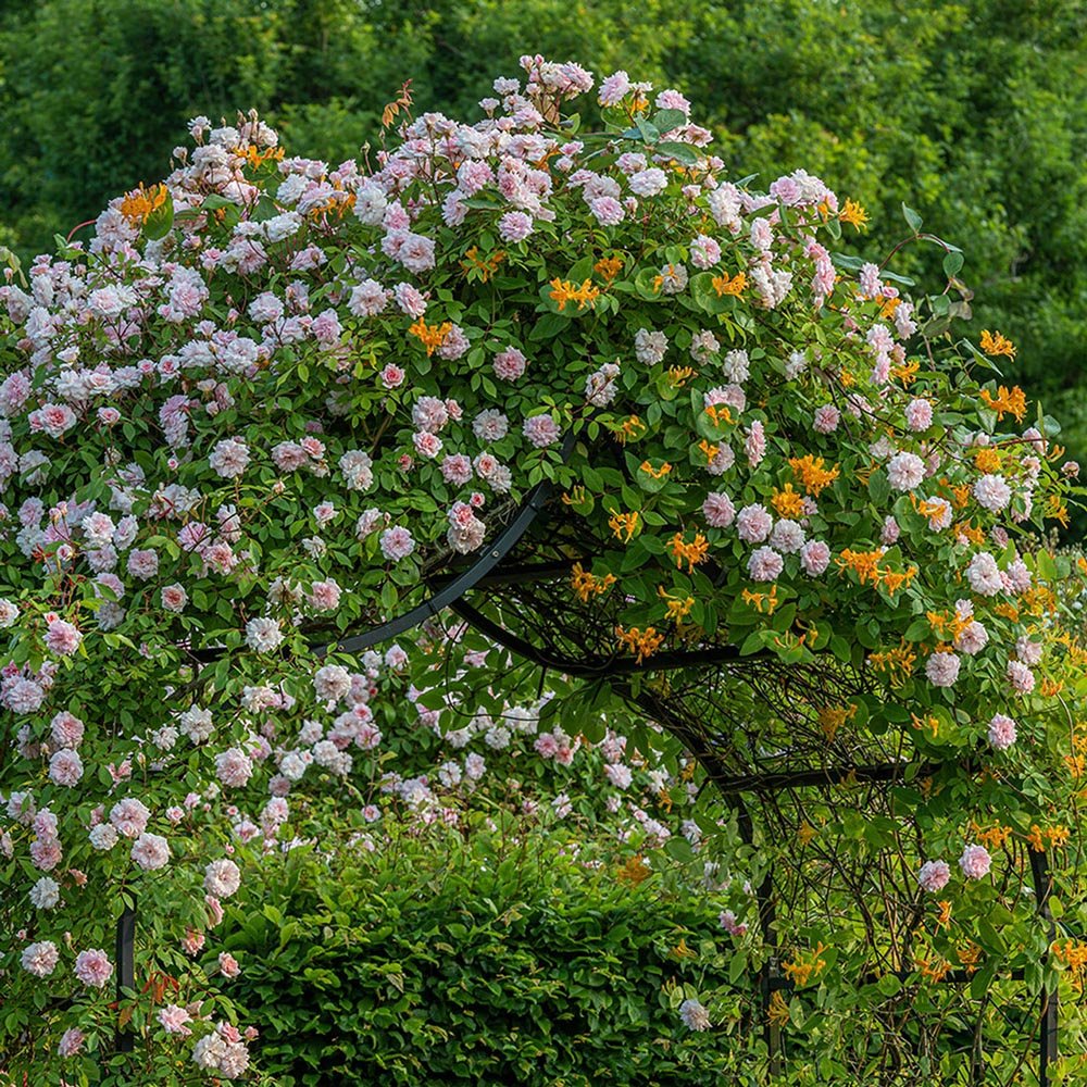 Trandafir Catarator roz-coral Coral Dawn | Verdena – VERDENA