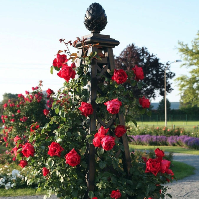 Trandafiri Cataratori | Eleganta Ascendenta | Verdena.ro – VERDENA