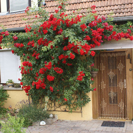 Trandafiri Cataratori | Eleganta Ascendenta | Verdena.ro – VERDENA