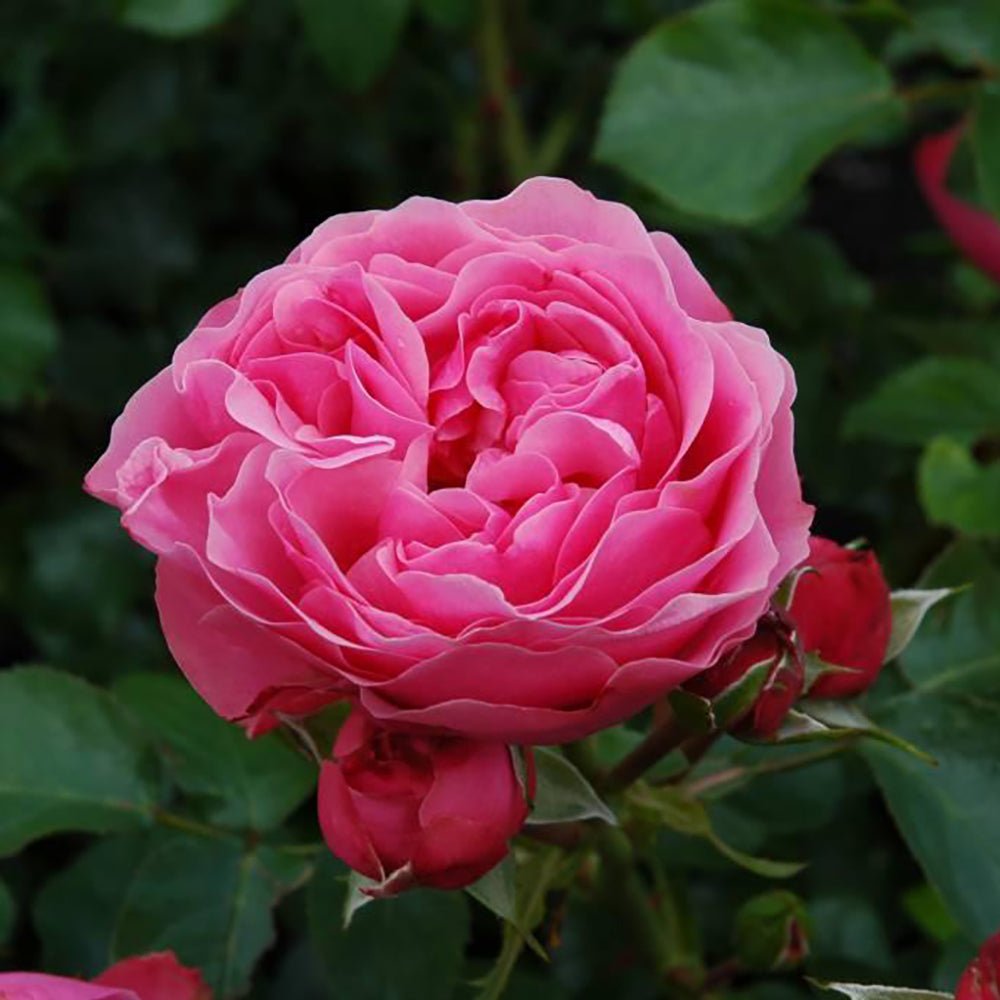 Trandafir pomisor roz-inchis Leonardo da Vinci | Verdena