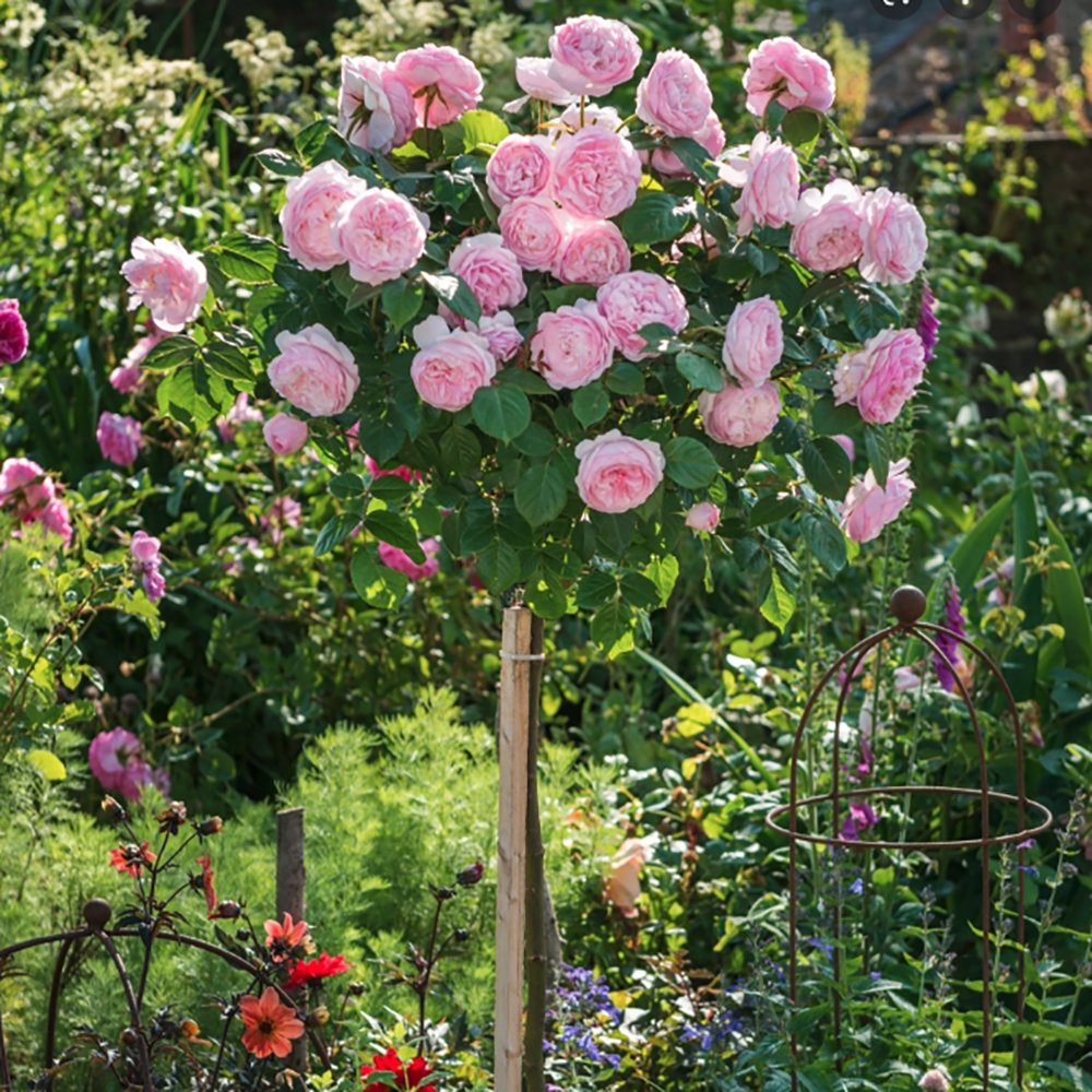 Trandafir pomisor roz-aprins The Fairy | Verdena – VERDENA