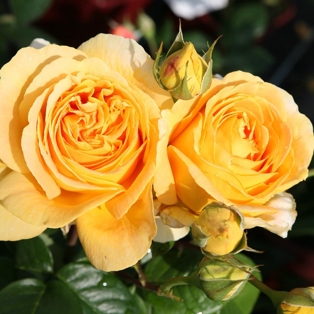 Trandafir Floribunda/Nobil galben-auriu Candlelight | Verdena – VERDENA