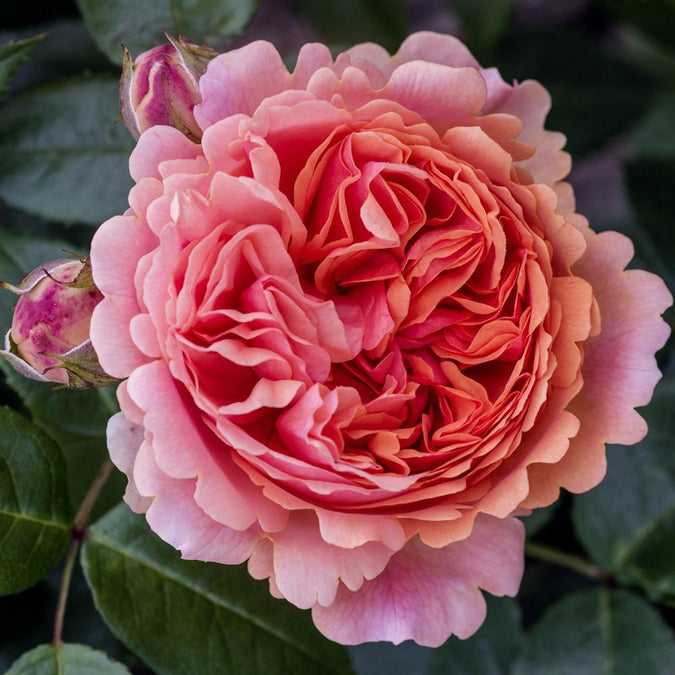 Trandafiri Floribunda | Abudenta Florala | Verdena.ro – VERDENA